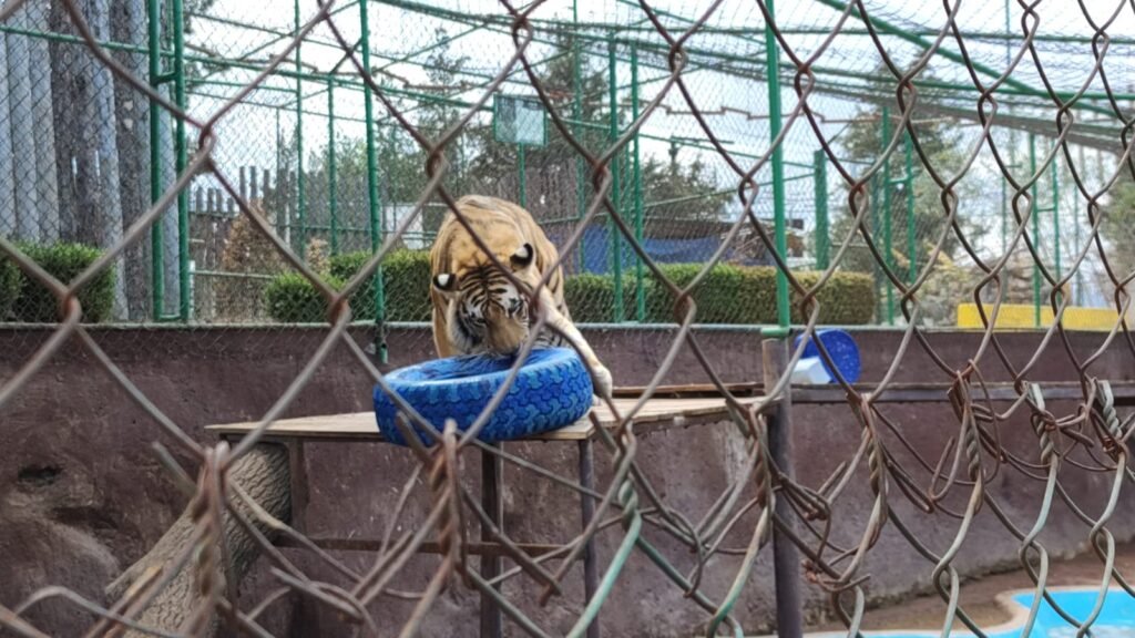 Zoológico “Nicolás Bravo” de Tulancingo permanecerá abierto en Semana ...