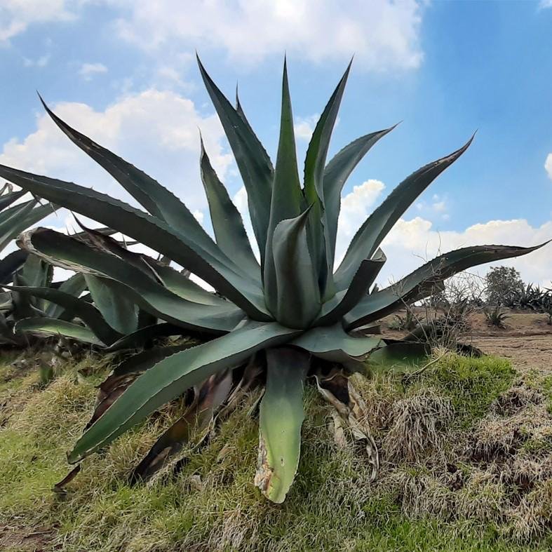 Busca diputada de Hidalgo instituir el Día del Maguey - Énfasis