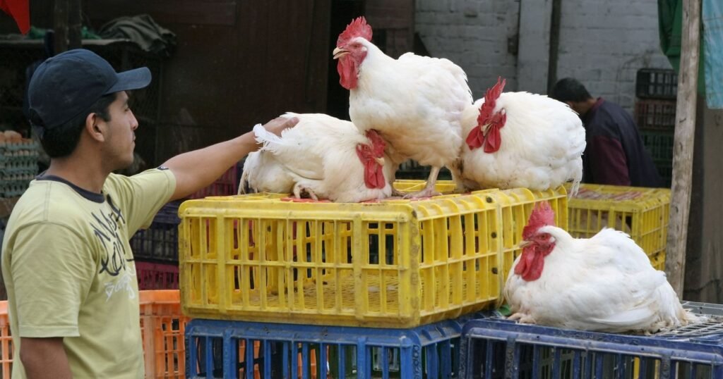 ¿Riesgo en México? Conoce qué es la gripe aviar H5N2 y cómo se contagia ...